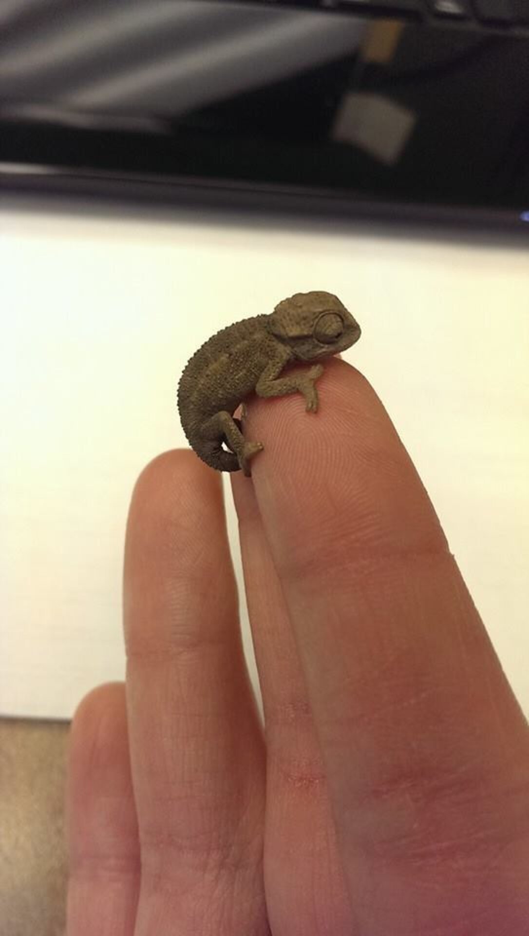 18 Lizards You Can't Believe Are Even Real - The Dodo