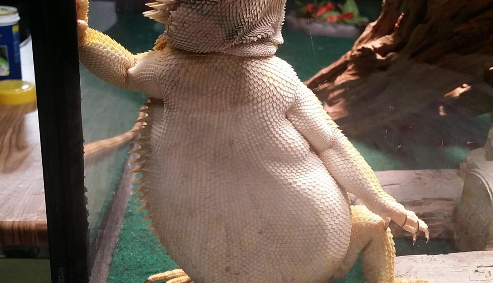 18 Lizards You Can't Believe Are Even Real - The Dodo