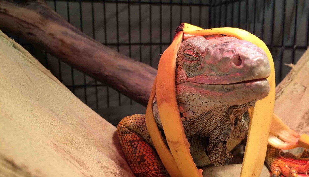 18 Lizards You Can't Believe Are Even Real - The Dodo