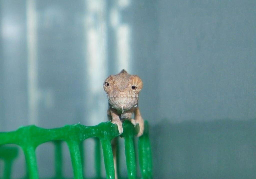 18 Lizards You Can't Believe Are Even Real - The Dodo