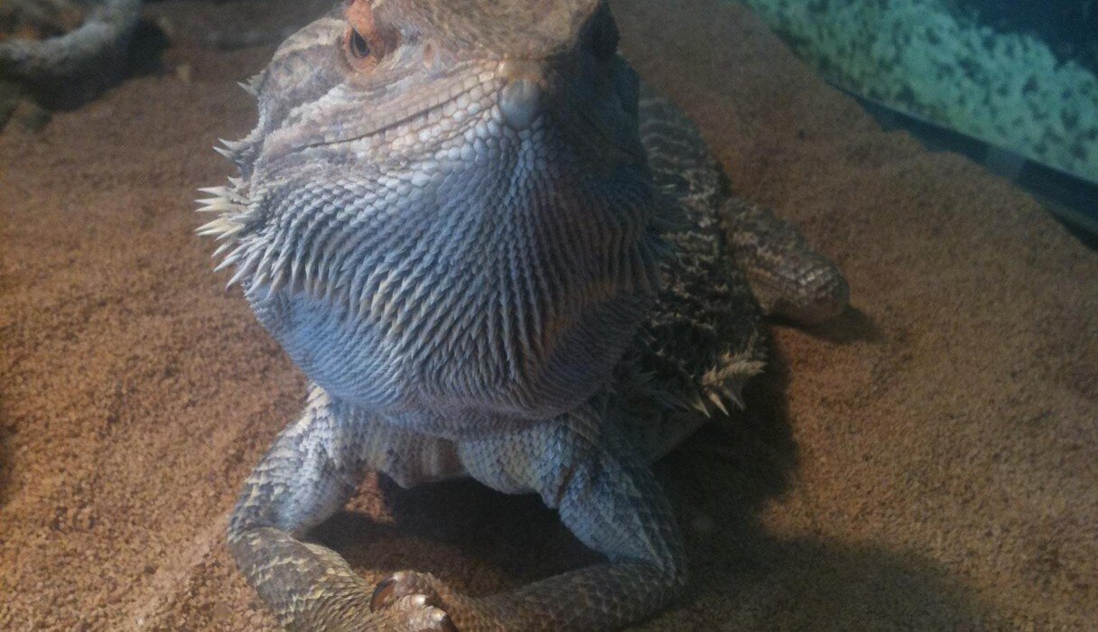 18 Lizards You Can't Believe Are Even Real - The Dodo