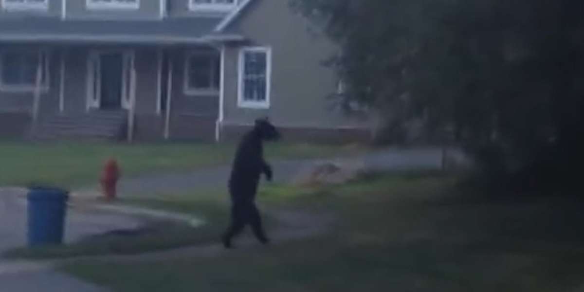 Famous Bipedal Bear Killed In Hunt - The Dodo