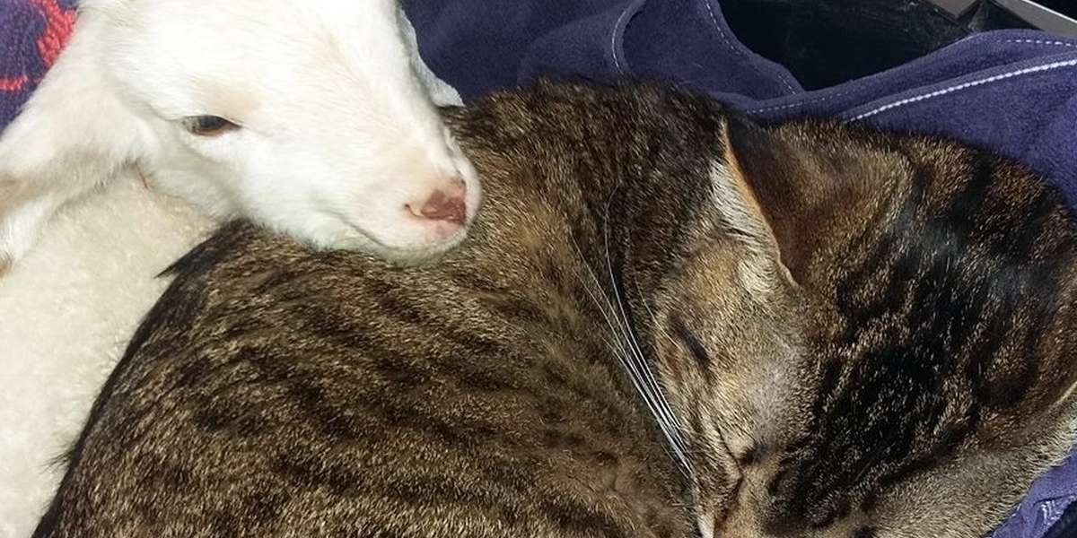 Cat Helps Baby Lamb Grow Up So Strong And Loved - The Dodo