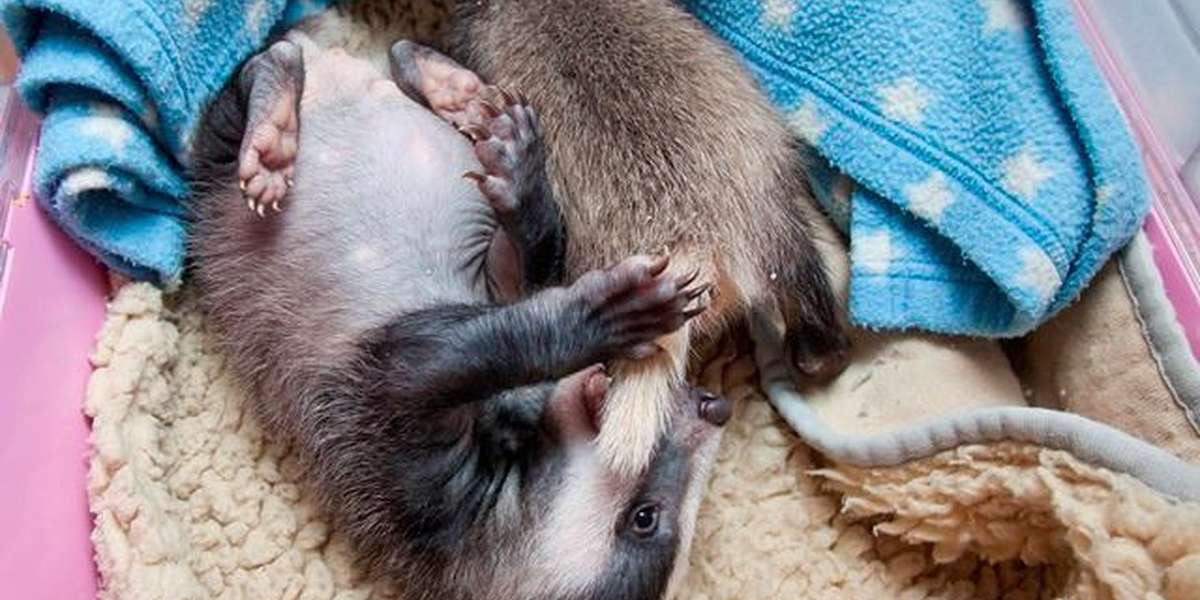 Injured Baby Badger Finds A Friend To Help Him Walk Again - The Dodo
