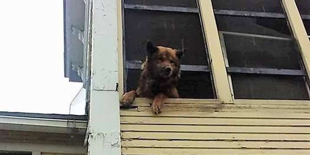 Trapped Dog Rescued After Weeks Of Staring Down From This Porch - The Dodo