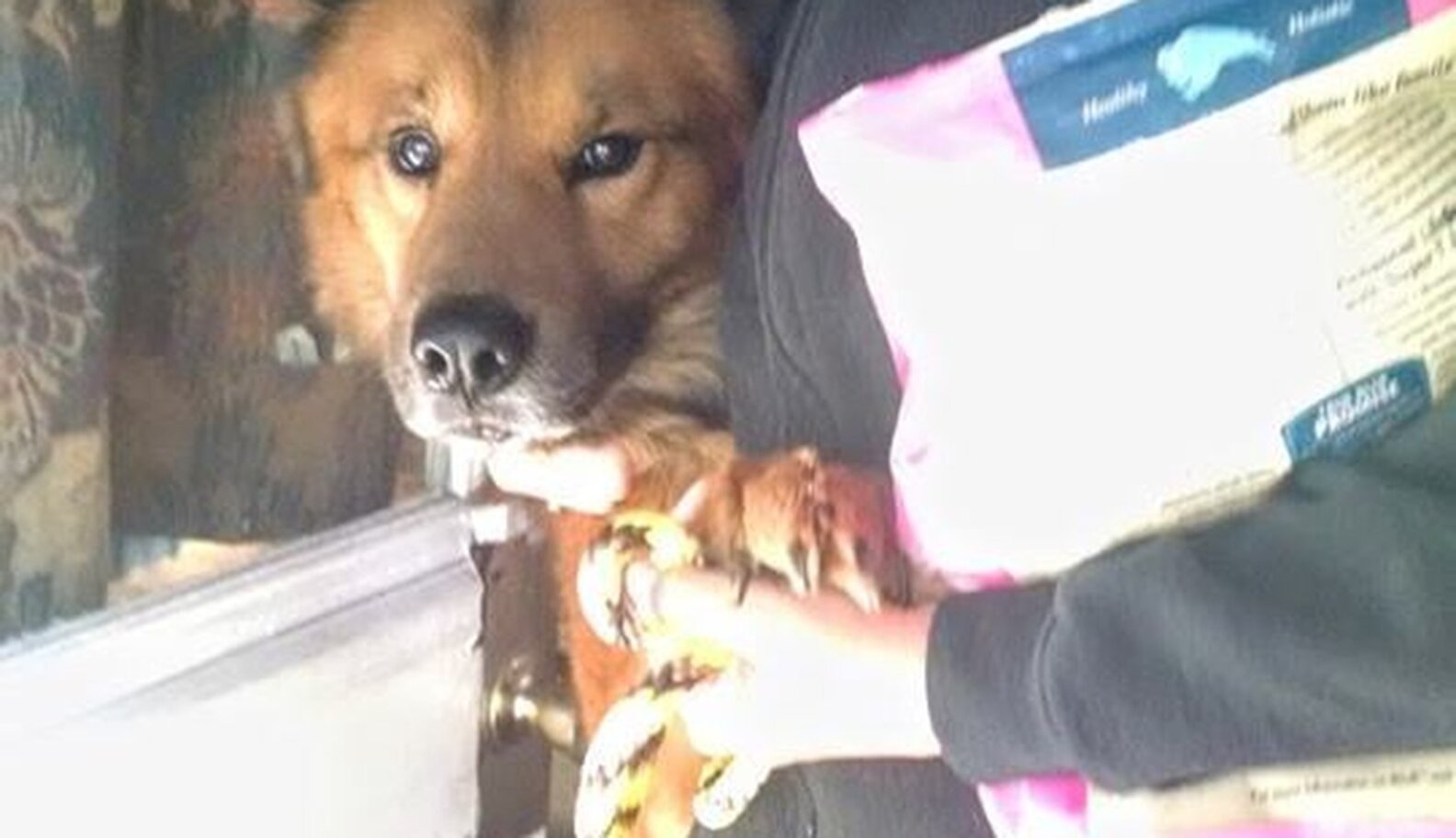 Trapped Dog Rescued After Weeks Of Staring Down From This Porch - The Dodo
