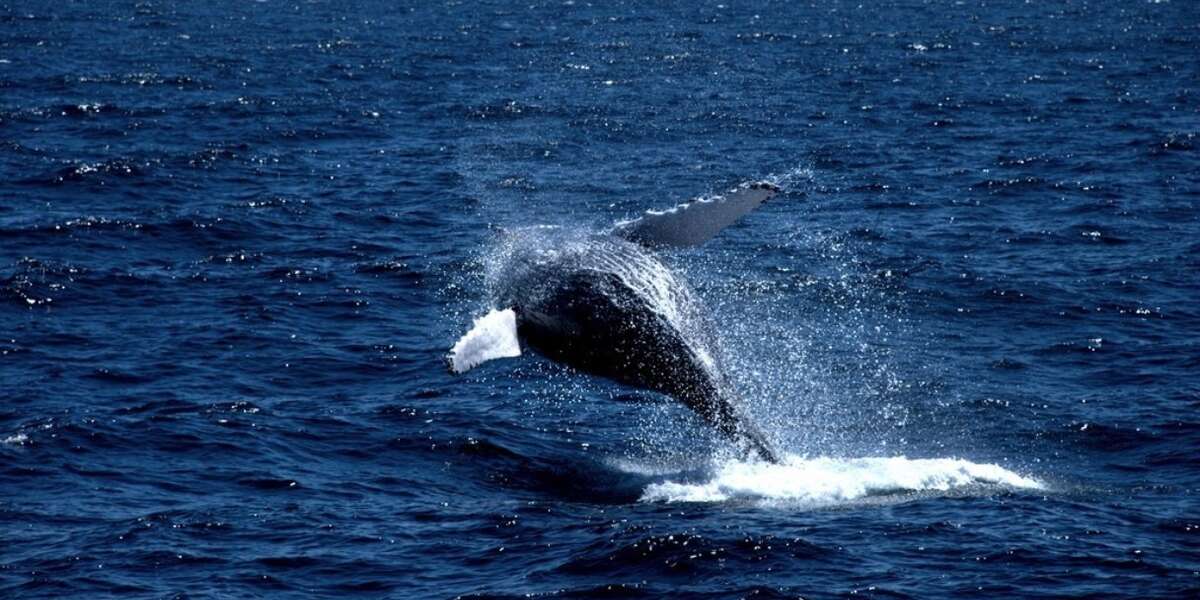 6 Incredible Ways Humans Are Helping Fish Swim Upstream - The Dodo