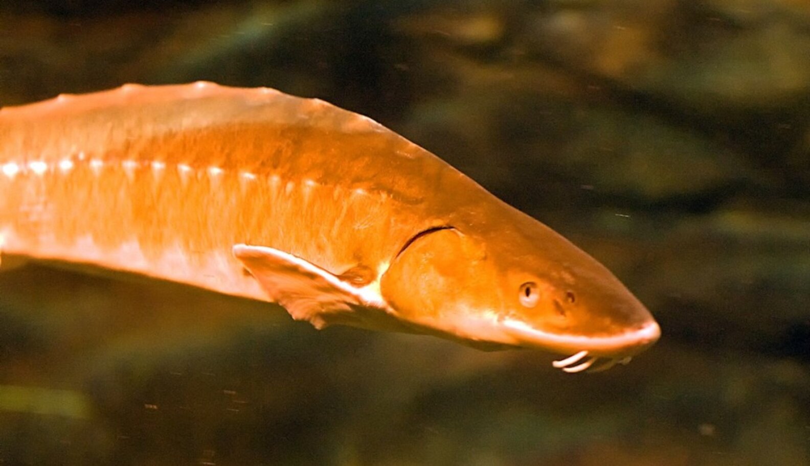 6 Incredible Ways Humans Are Helping Fish Swim Upstream - The Dodo