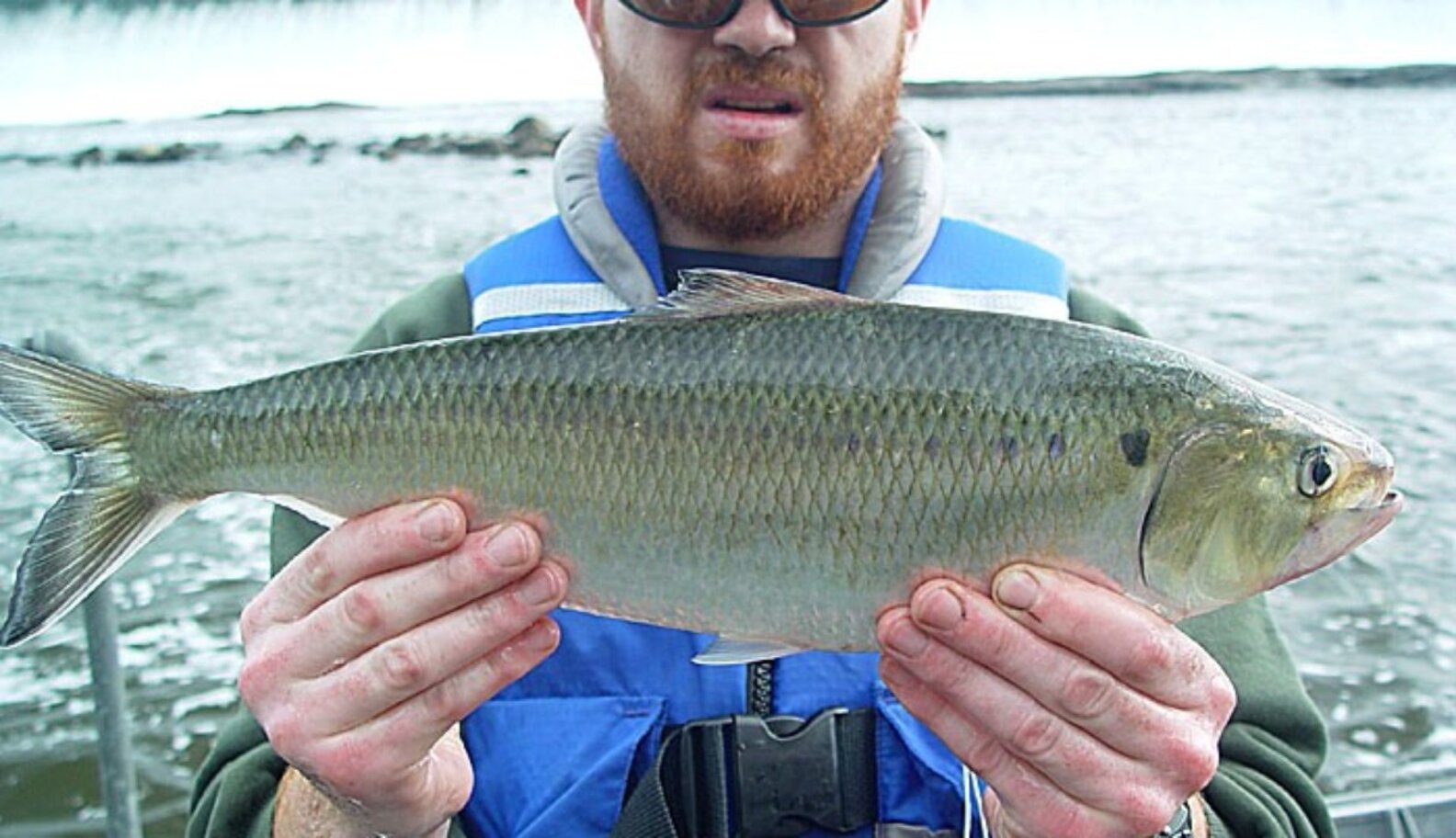 6 Incredible Ways Humans Are Helping Fish Swim Upstream - The Dodo