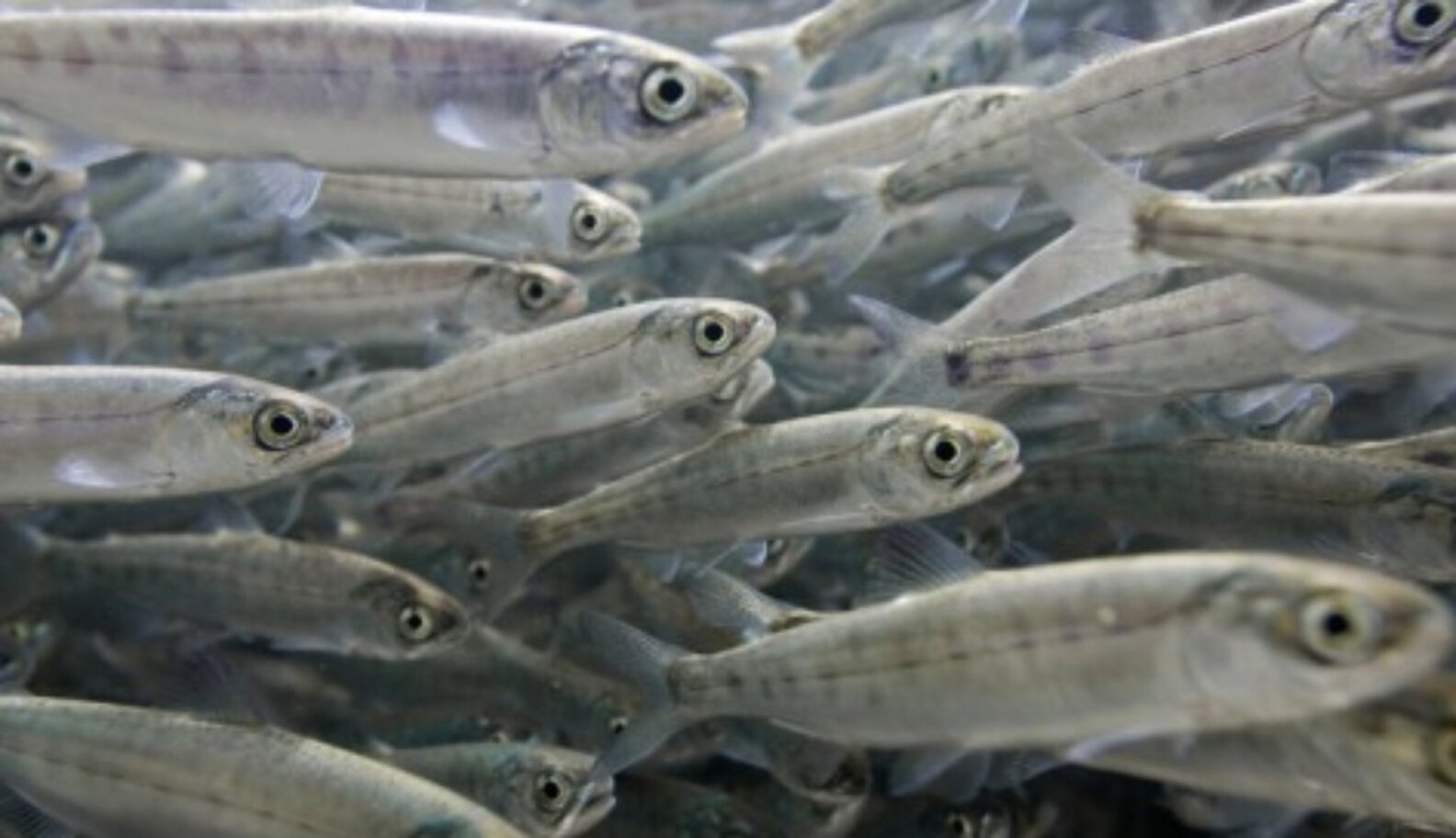 6 Incredible Ways Humans Are Helping Fish Swim Upstream - The Dodo