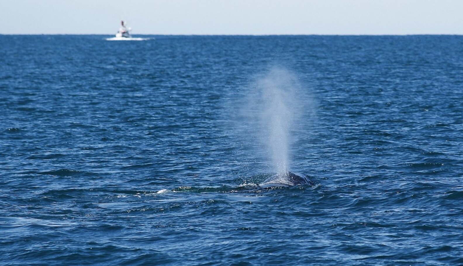 6 Incredible Ways Humans Are Helping Fish Swim Upstream - The Dodo