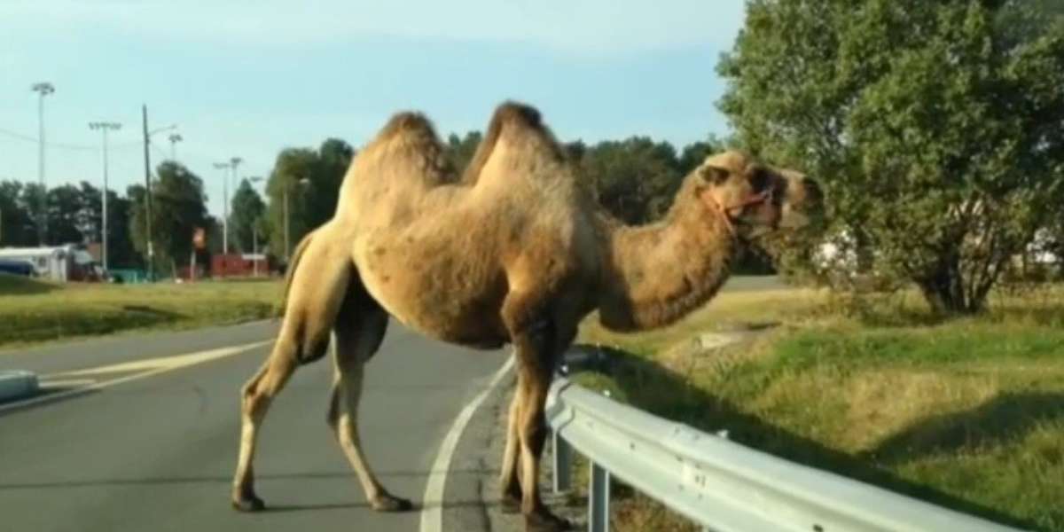 Camel Really Doesn't Want To Be In The Circus, Escapes Twice In 24 ...