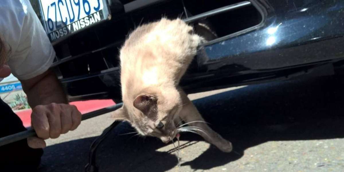 Cat Rides 8 Miles In Car Bumper, Acts Like 'Nothing Happened' - The Dodo
