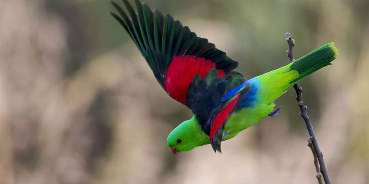 National Bird Day and What it Really Means - The Dodo