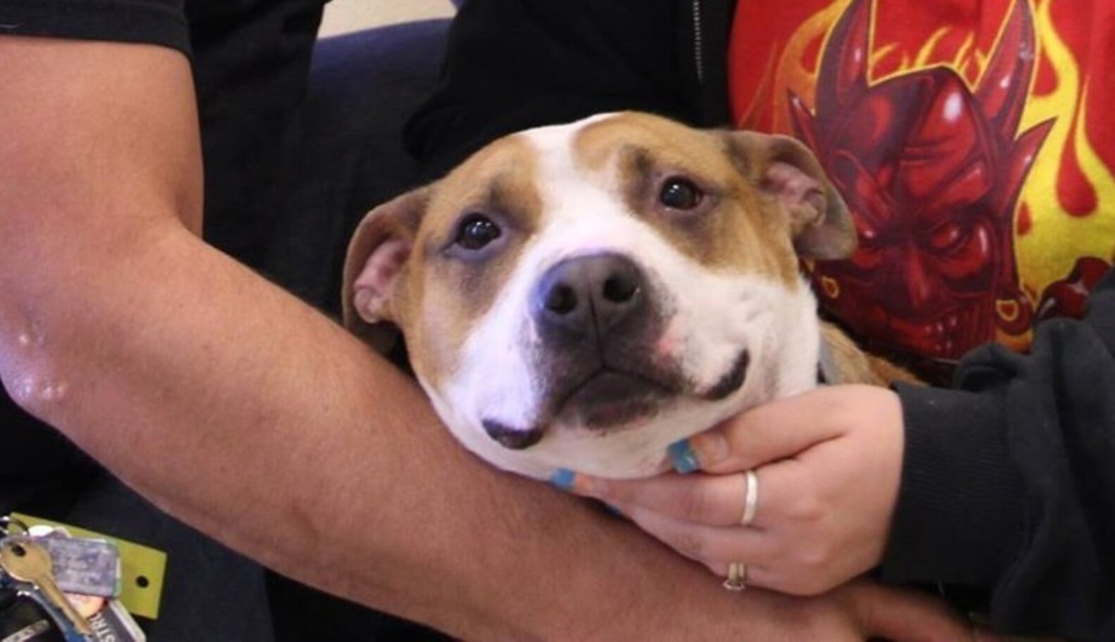 Couple Finds Long-Lost Dog At Shelter After Deciding To Move On And ...