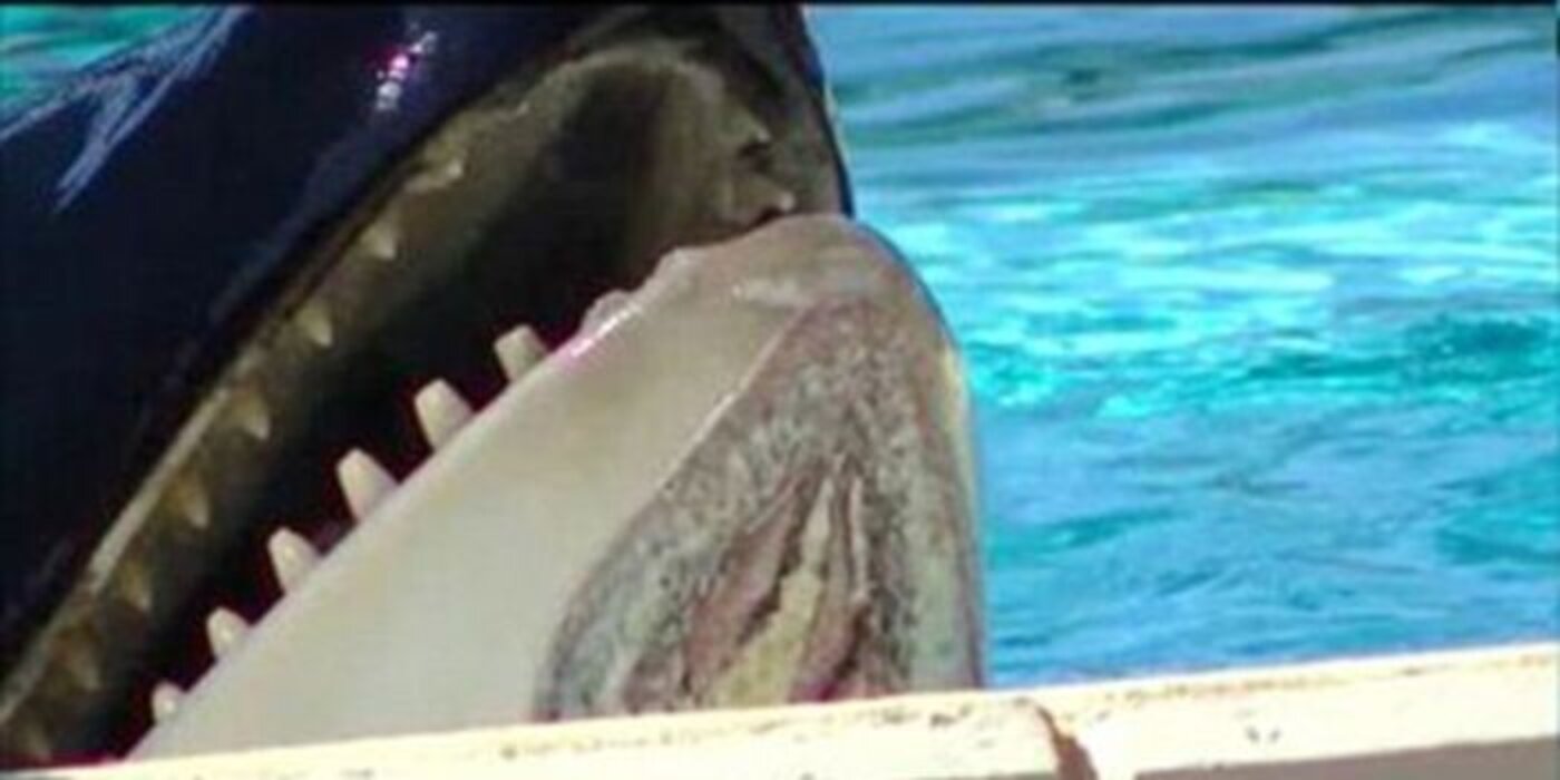 Petition: We need to stop SeaWorld from opening a park in Dubai! - The Dodo