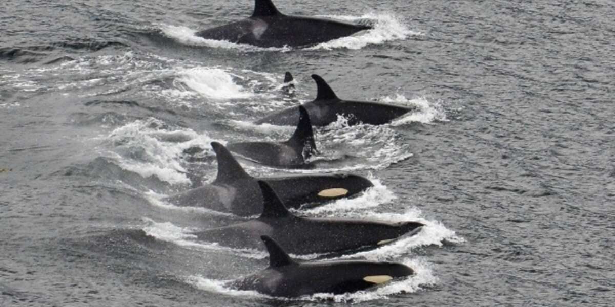 Success For Springer, The Rehabilitated Orca! - The Dodo