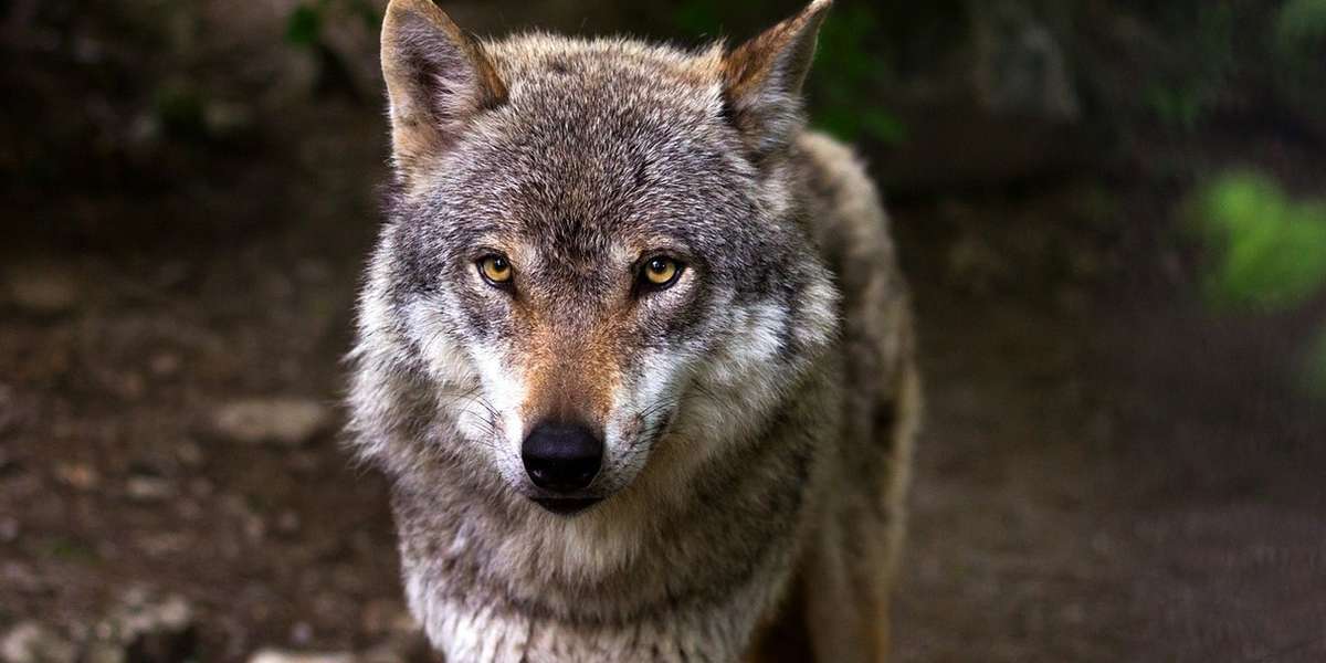 A Wolf's Tail Tells You Everything About Their Mood - The Dodo