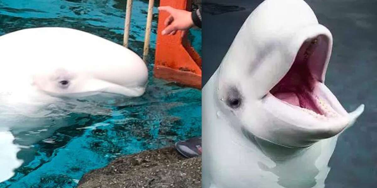 Mom And Daughter Beluga Whales Die Days Apart At Aquarium - The Dodo