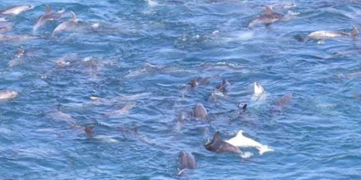 Dolphin Hunt Driven By "Demand From Marine Aquariums" - The Dodo