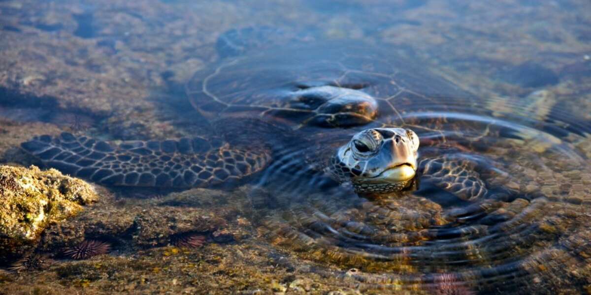 Study: 42,000 Threatened Sea Turtles Are Killed Legally Each Year - The ...