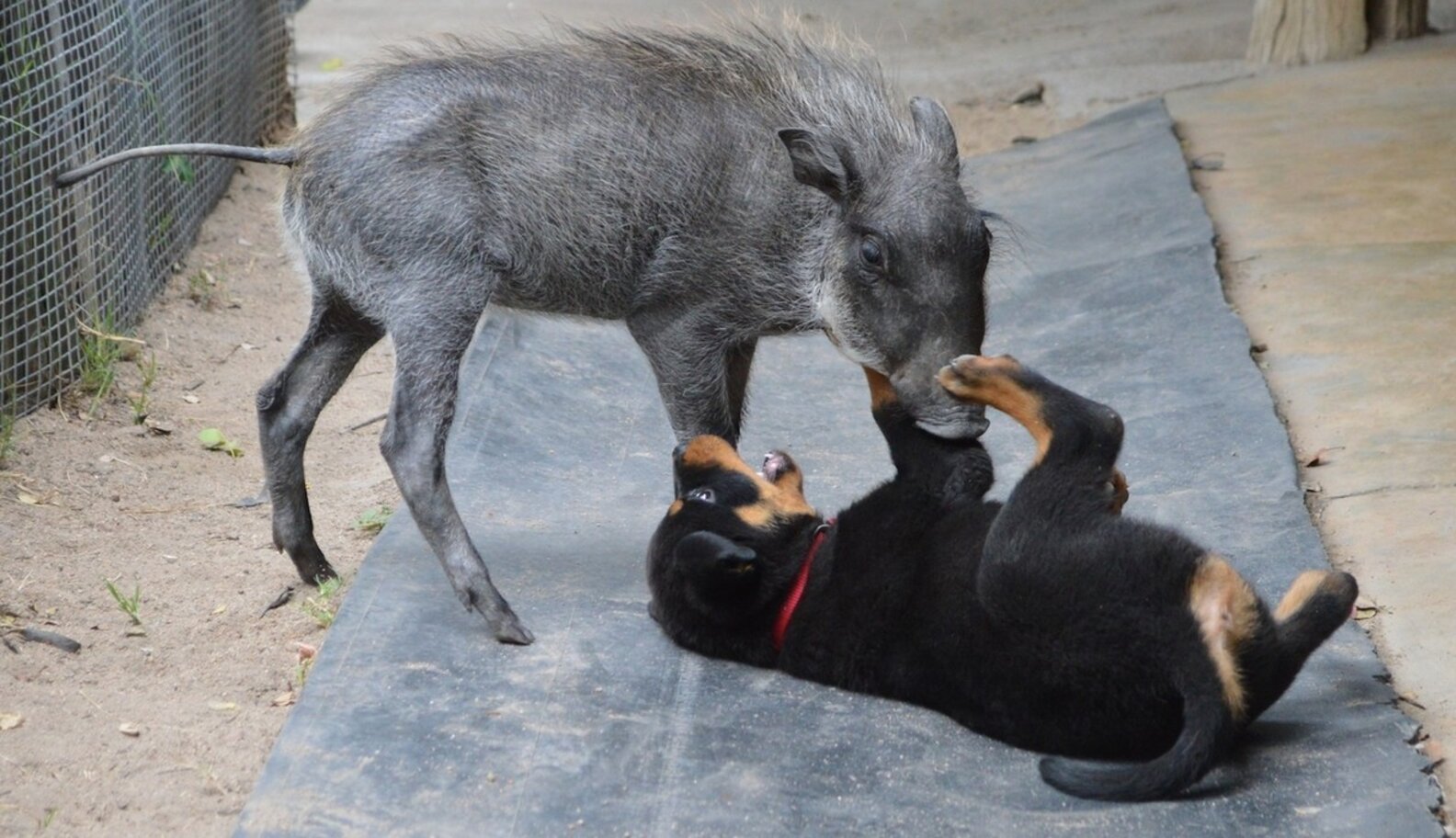 Orphaned Warthog Becomes Best Friends With Rottweiler Puppy - The Dodo