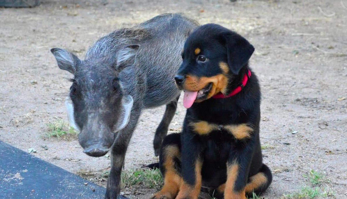 Orphaned Warthog Becomes Best Friends With Rottweiler Puppy - The Dodo