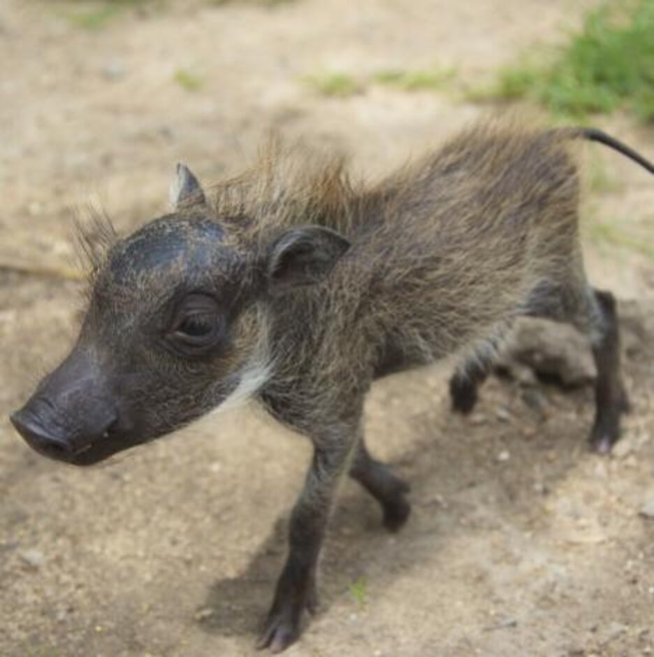 Orphaned Warthog Becomes Best Friends With Rottweiler Puppy - The Dodo