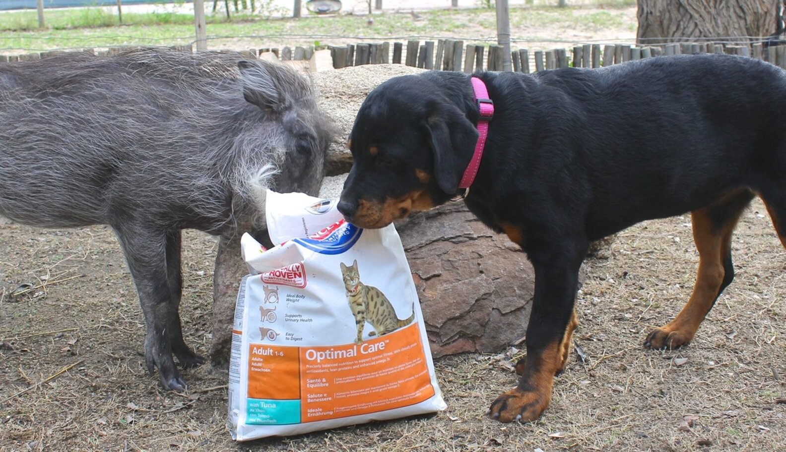 Orphaned Warthog Becomes Best Friends With Rottweiler Puppy - The Dodo
