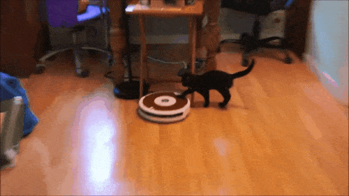 14 GIFs Of Cats Showing You How To Live Your Best Life Ever - The Dodo