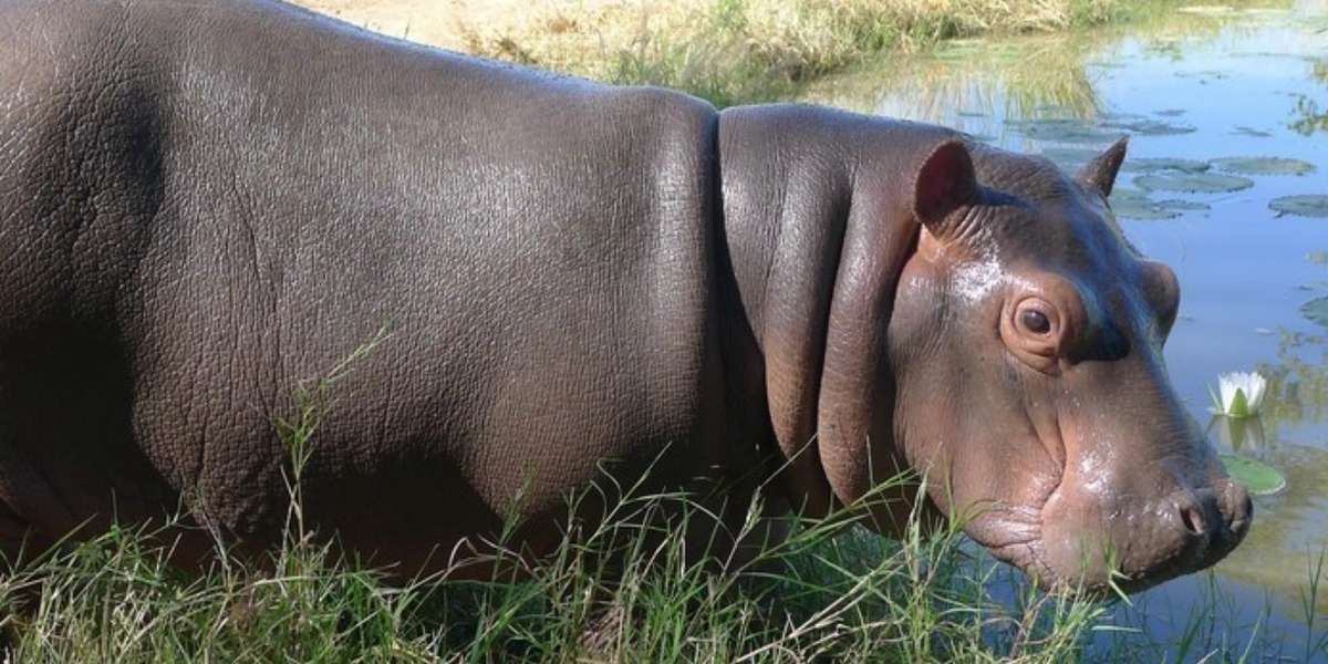 Happy, Happy Hippo: An Orphan Rejoins The Pod - The Dodo