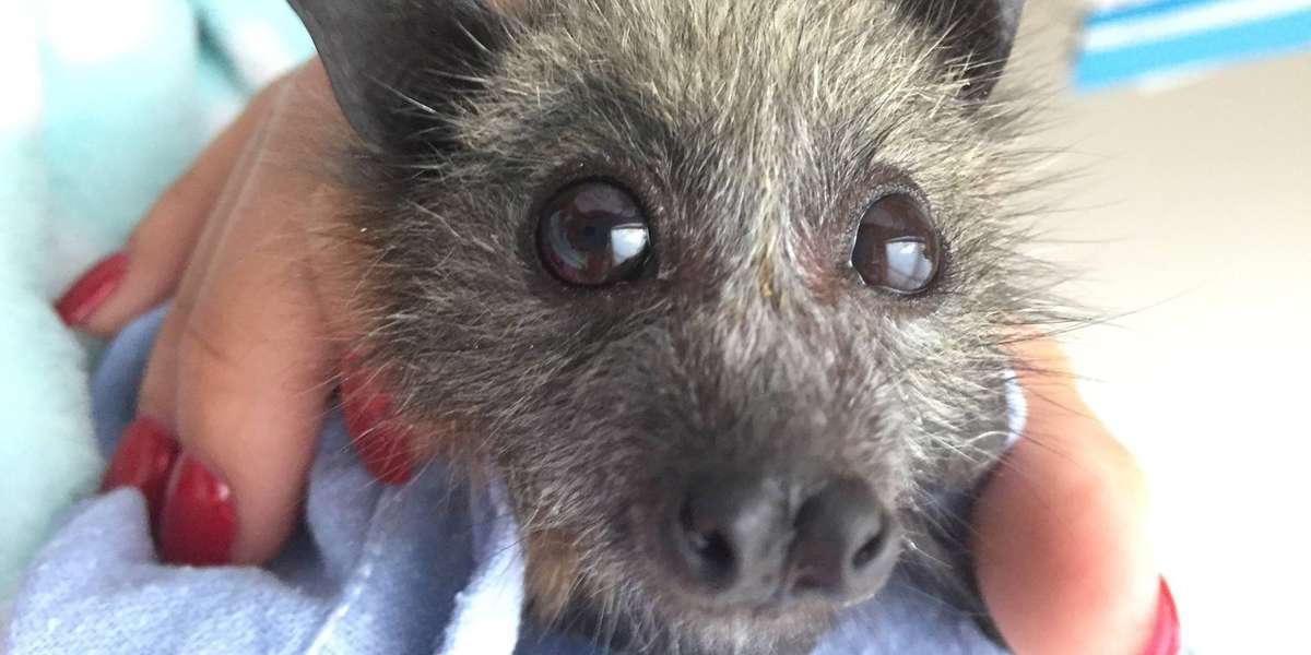 Baby Bat Who Lost Her Mom Finds Nice People To Help Her - The Dodo
