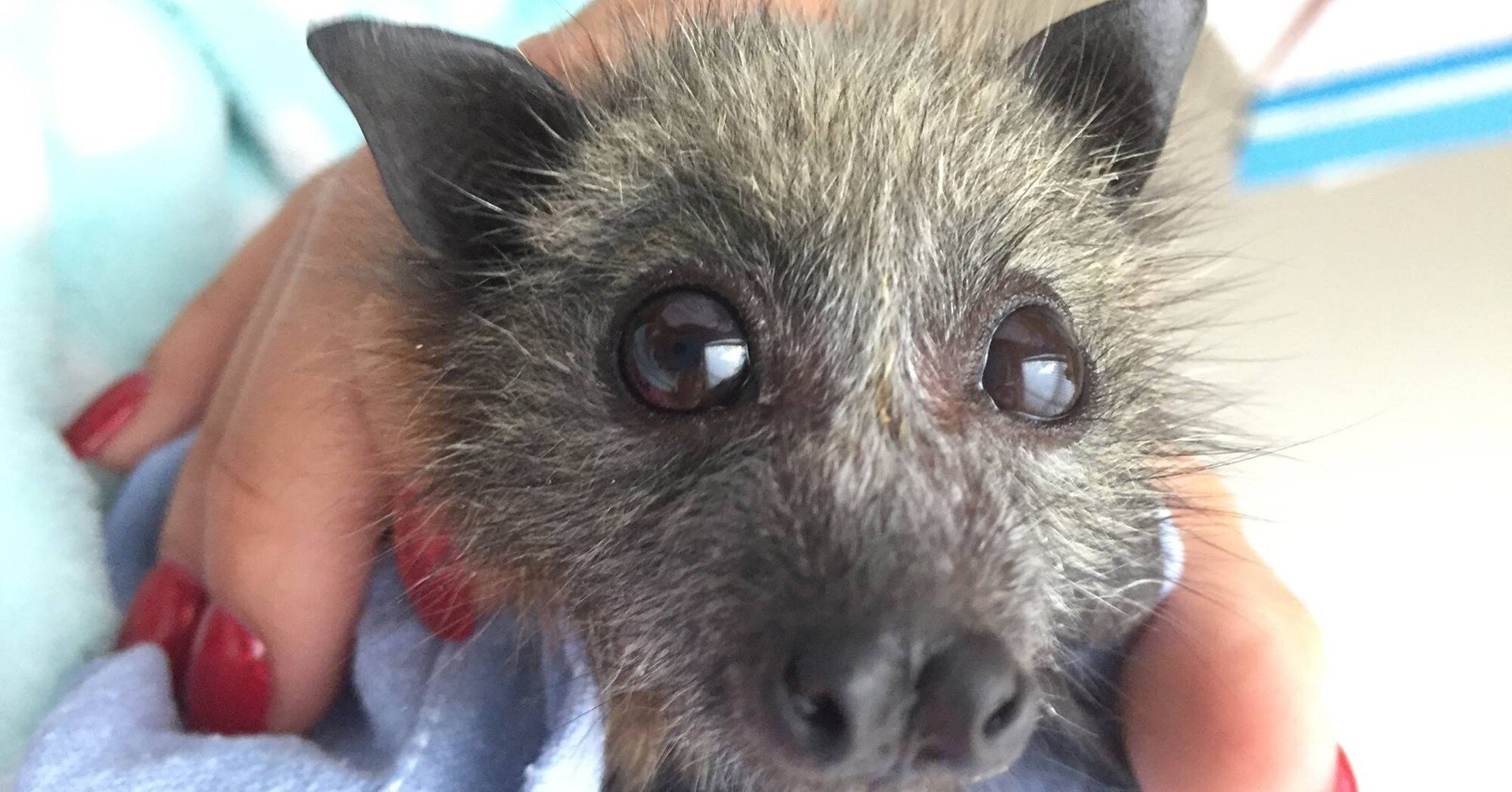 Baby Bat Who Lost Her Mom Finds Nice People To Help Her - The Dodo