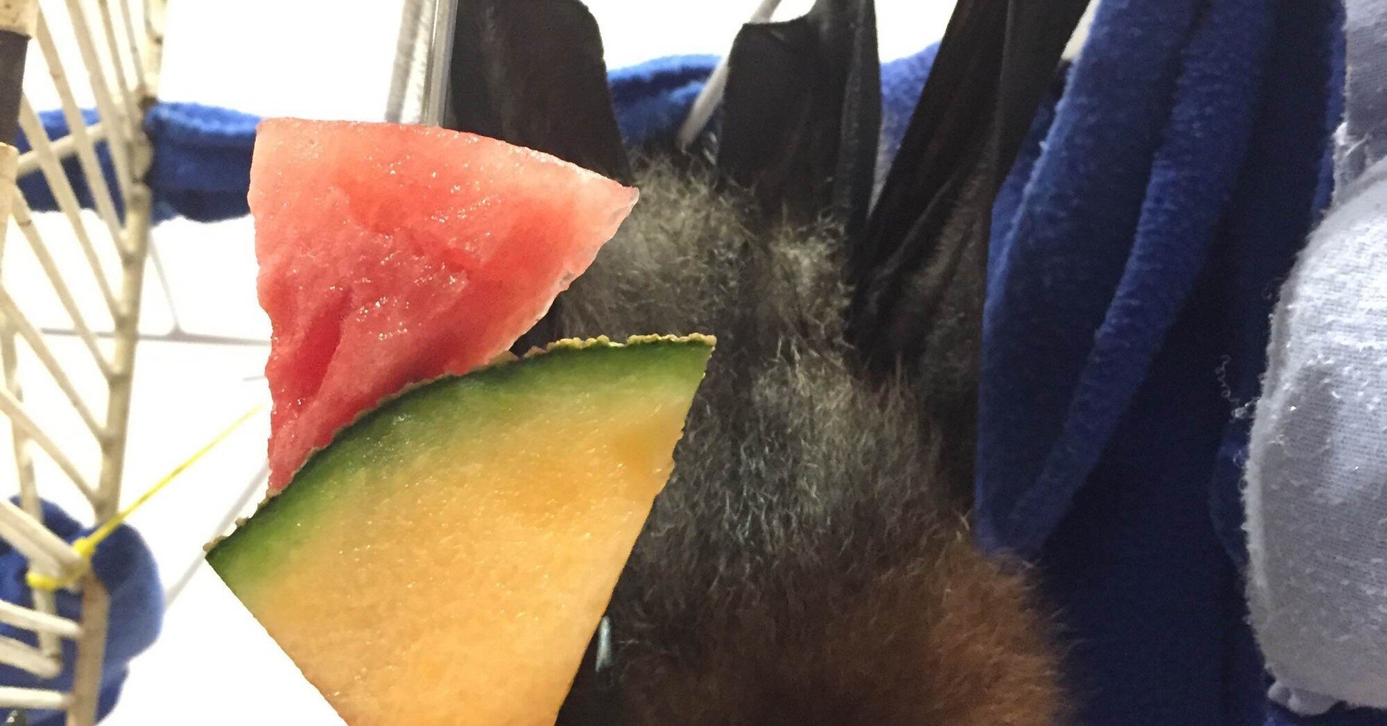 Baby Bat Who Lost Her Mom Finds Nice People To Help Her - The Dodo