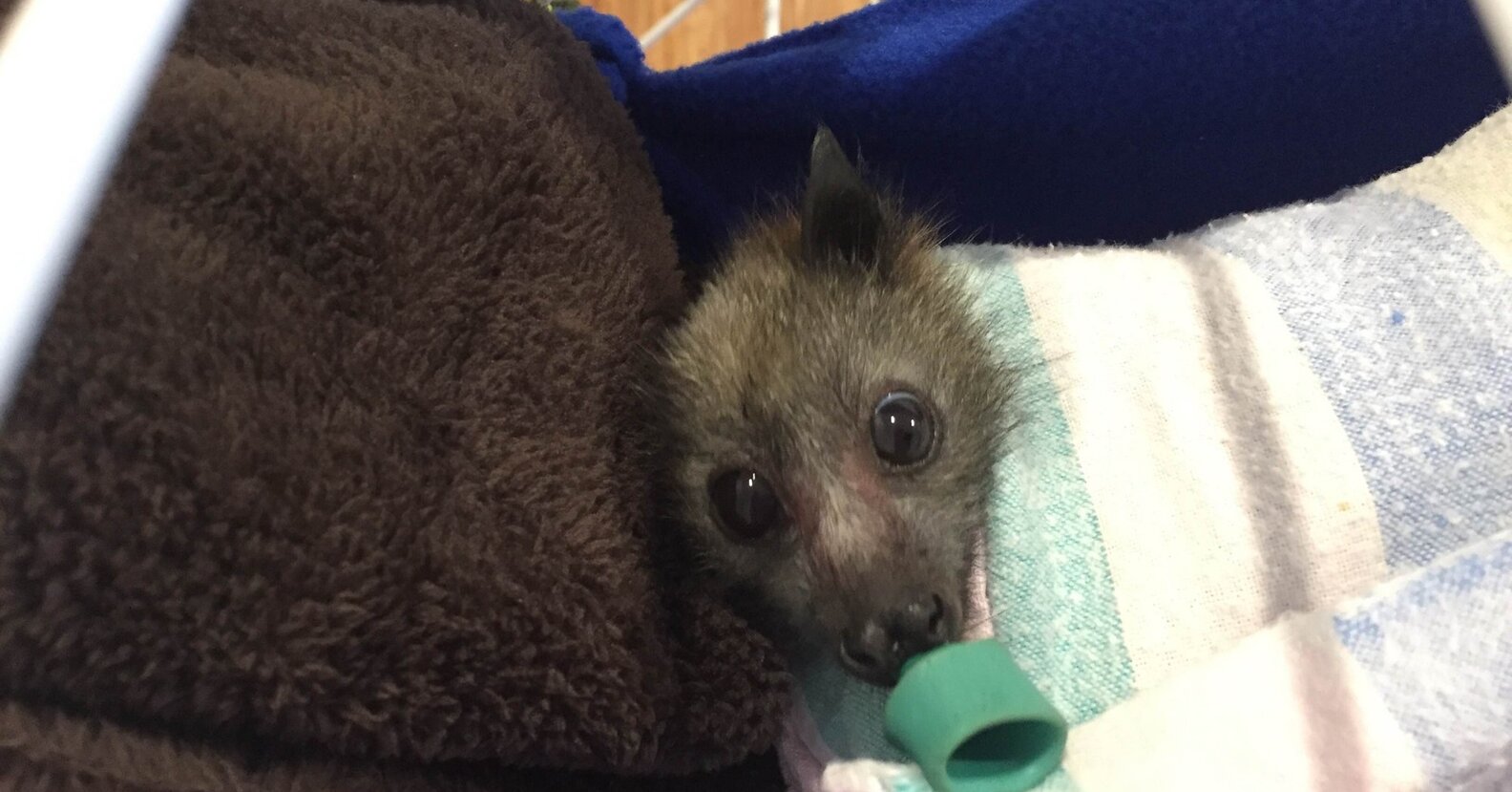 Baby Bat Who Lost Her Mom Finds Nice People To Help Her - The Dodo