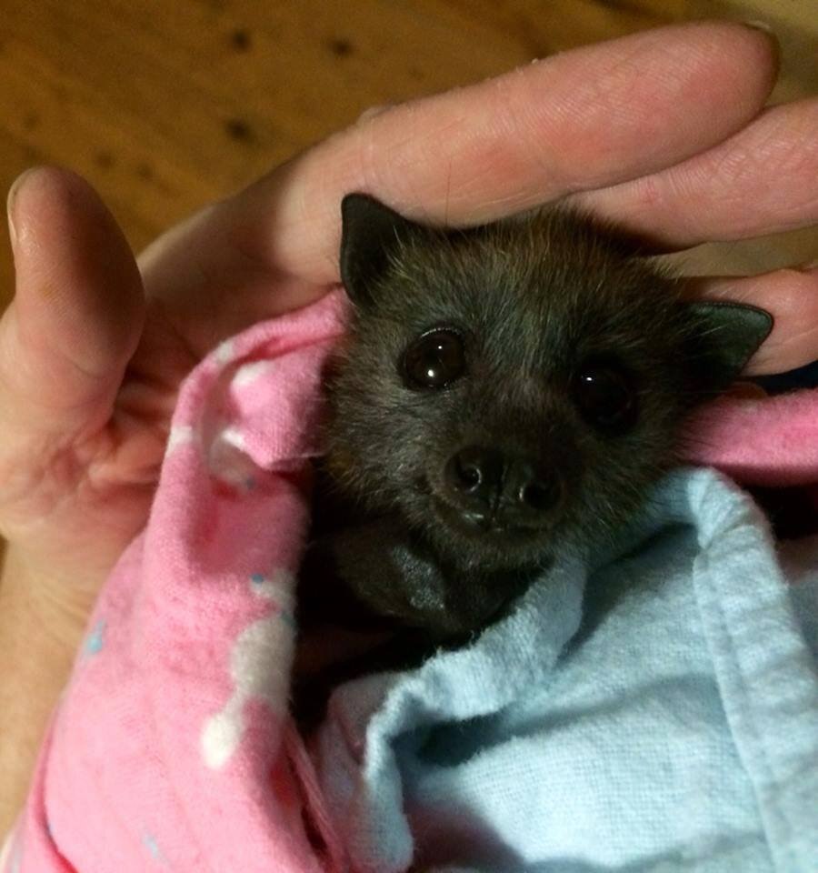 Baby Bat Who Lost Her Mom Finds Nice People To Help Her - The Dodo