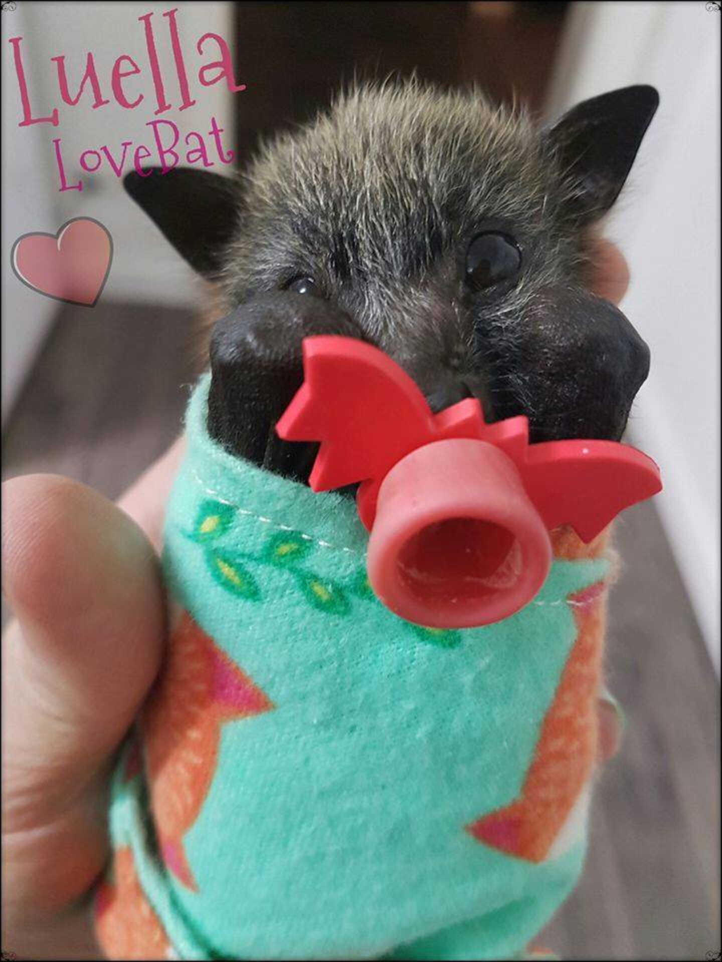 Baby Bat Who Lost Her Mom Finds Nice People To Help Her - The Dodo