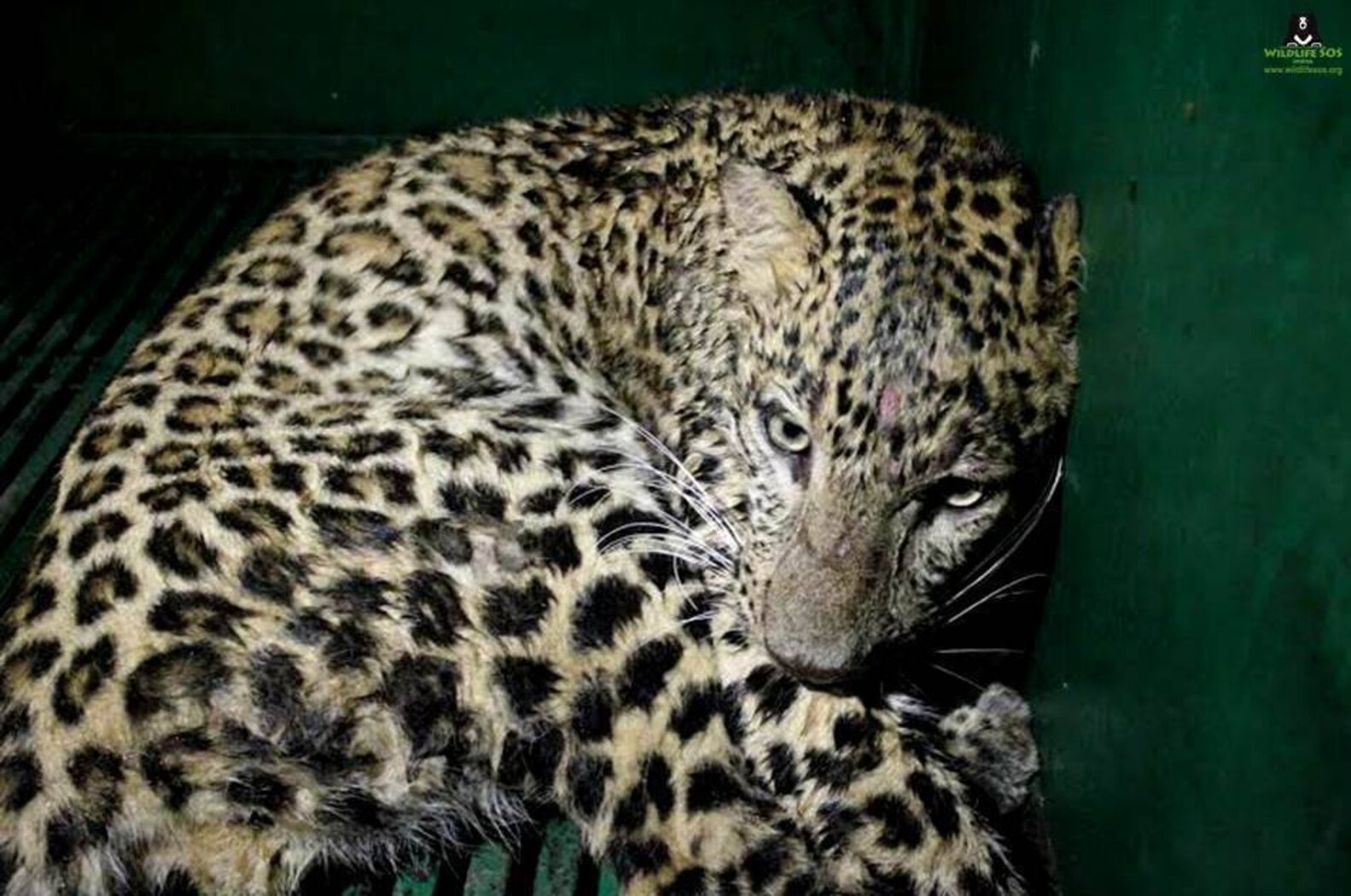 Leopard Breaks Into House And Promptly Gets Trapped In Basement - The Dodo