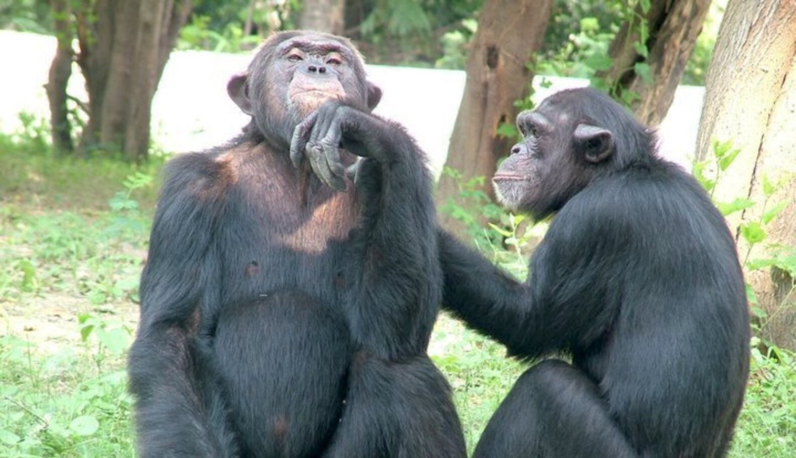 Zoo Plans To Break Up Chimps' 20-Year Friendship - The Dodo