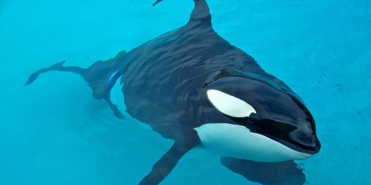 5 Things That Will Change The Way You Look At Orcas - The Dodo