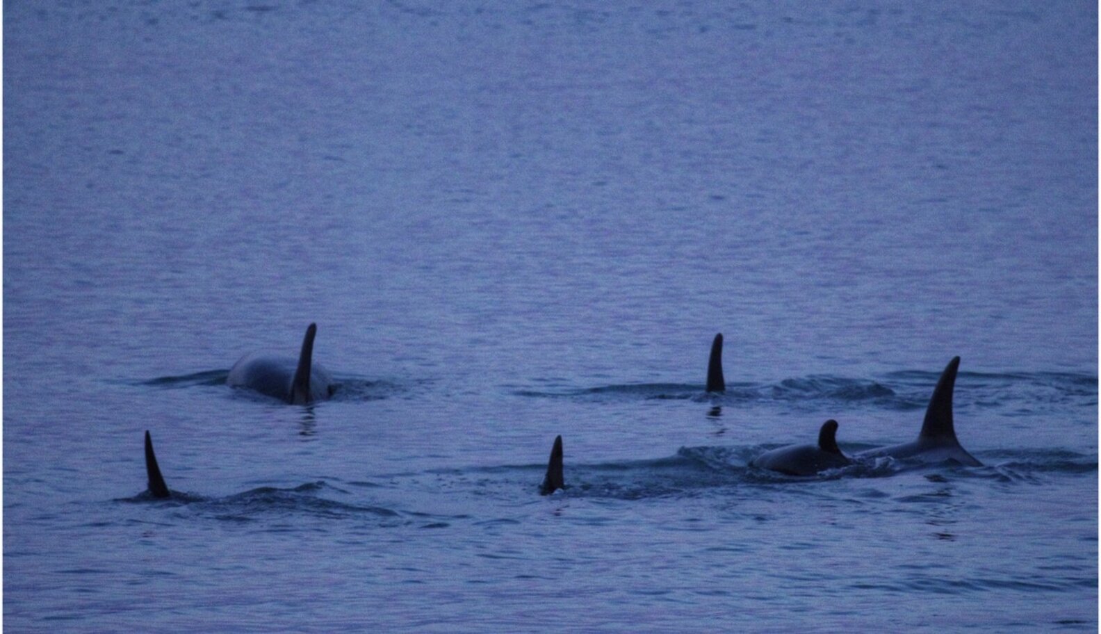 5 Things That Will Change The Way You Look At Orcas - The Dodo