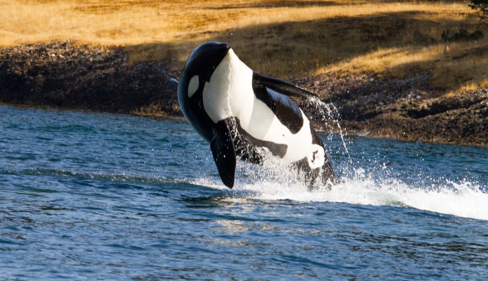 5 Things That Will Change The Way You Look At Orcas - The Dodo