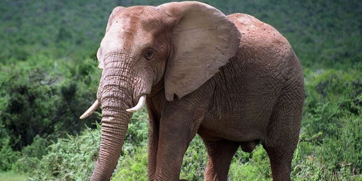 Elephants May Be Extinct In 10 Years; Here’s How You Can Help Save Them ...