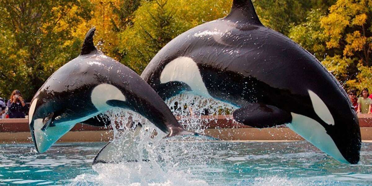12-Year-Old Foe Of "Cruel" SeaWorld Arrested At Rose Parade - The Dodo