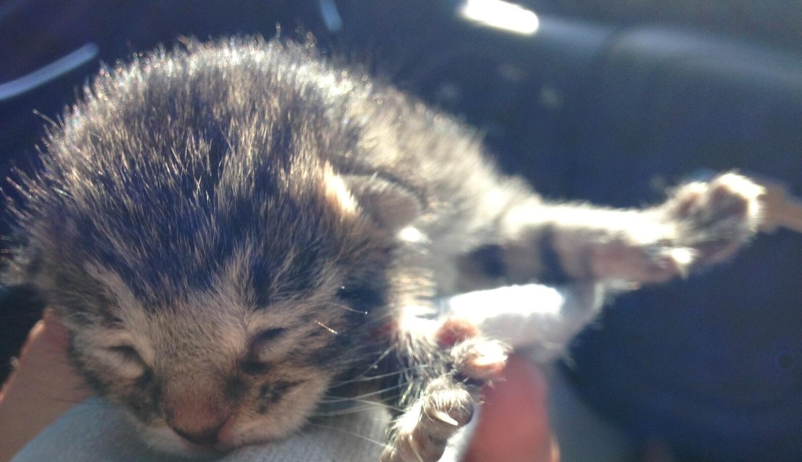 Firefighter Rescues Tiniest Kitten From Wall, Decides To Keep Him ...