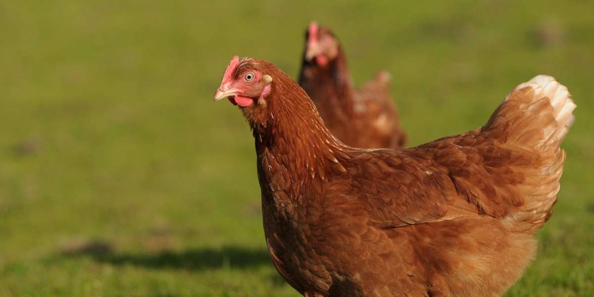 The Heartbreaking Reason Chicken Farms Are Dark At Night - The Dodo