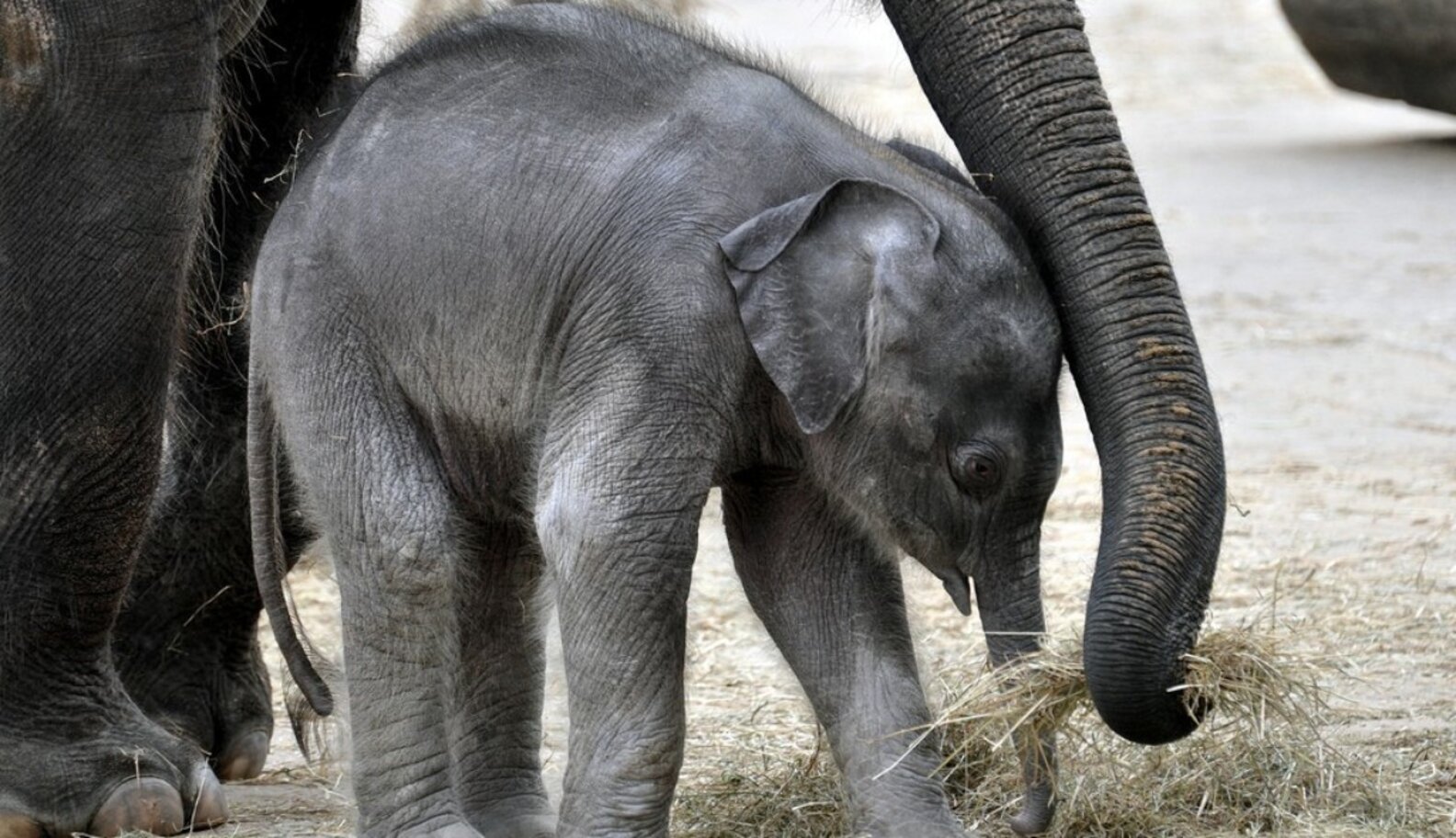 Surprising Ways Animals Care For Their Young - The Dodo
