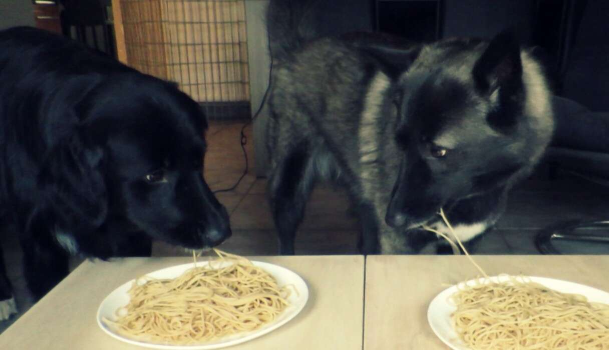 Dogs Eating Spaghetti