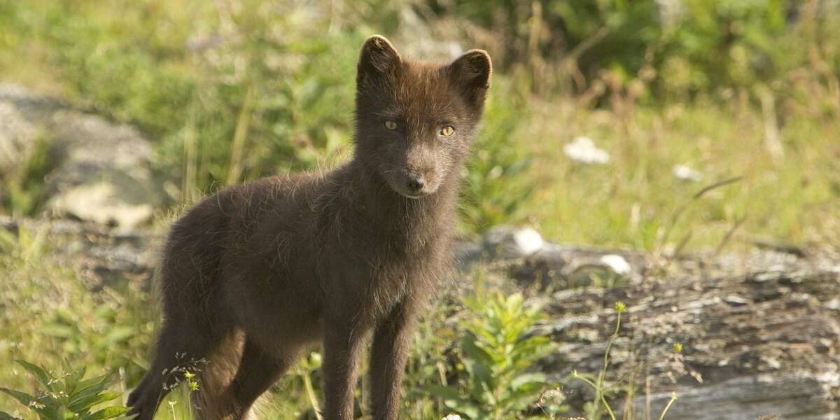 Cold Warrior: The Arctic Fox Is An Adaptable Rascal - The Dodo