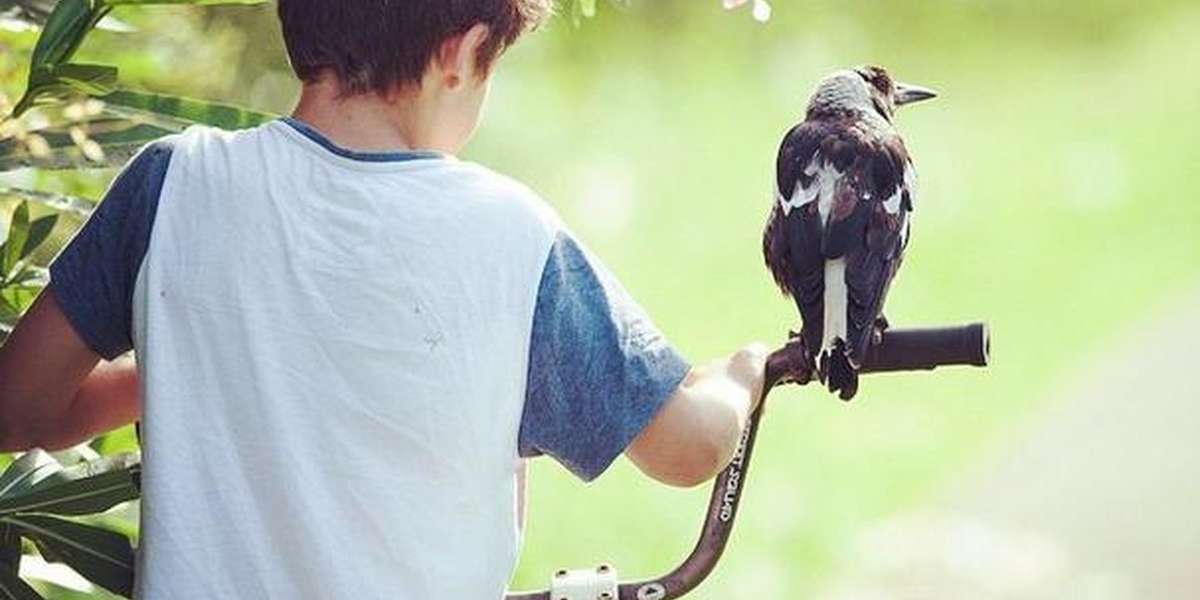 Loyal Rescue Bird Always Flies Back To Her Humans - The Dodo